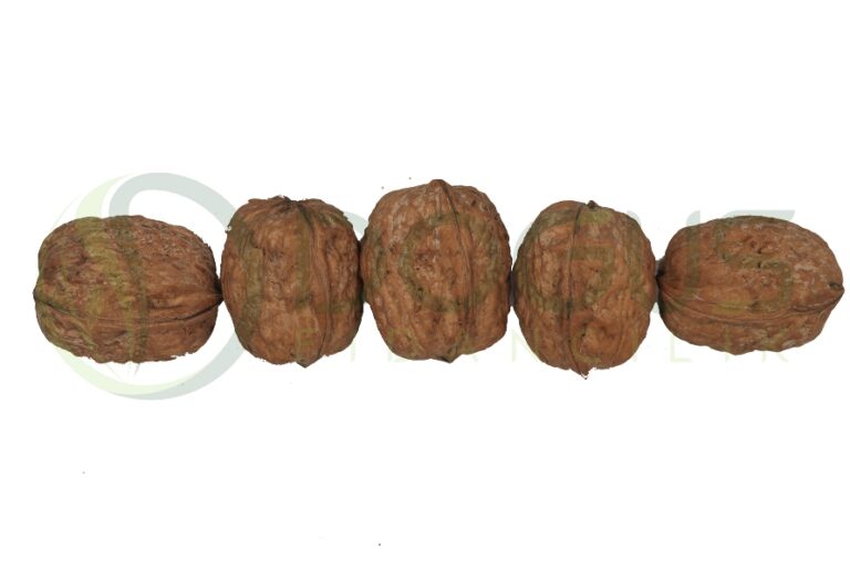 Franquette Walnut Tree – Walnut Tree Turkey